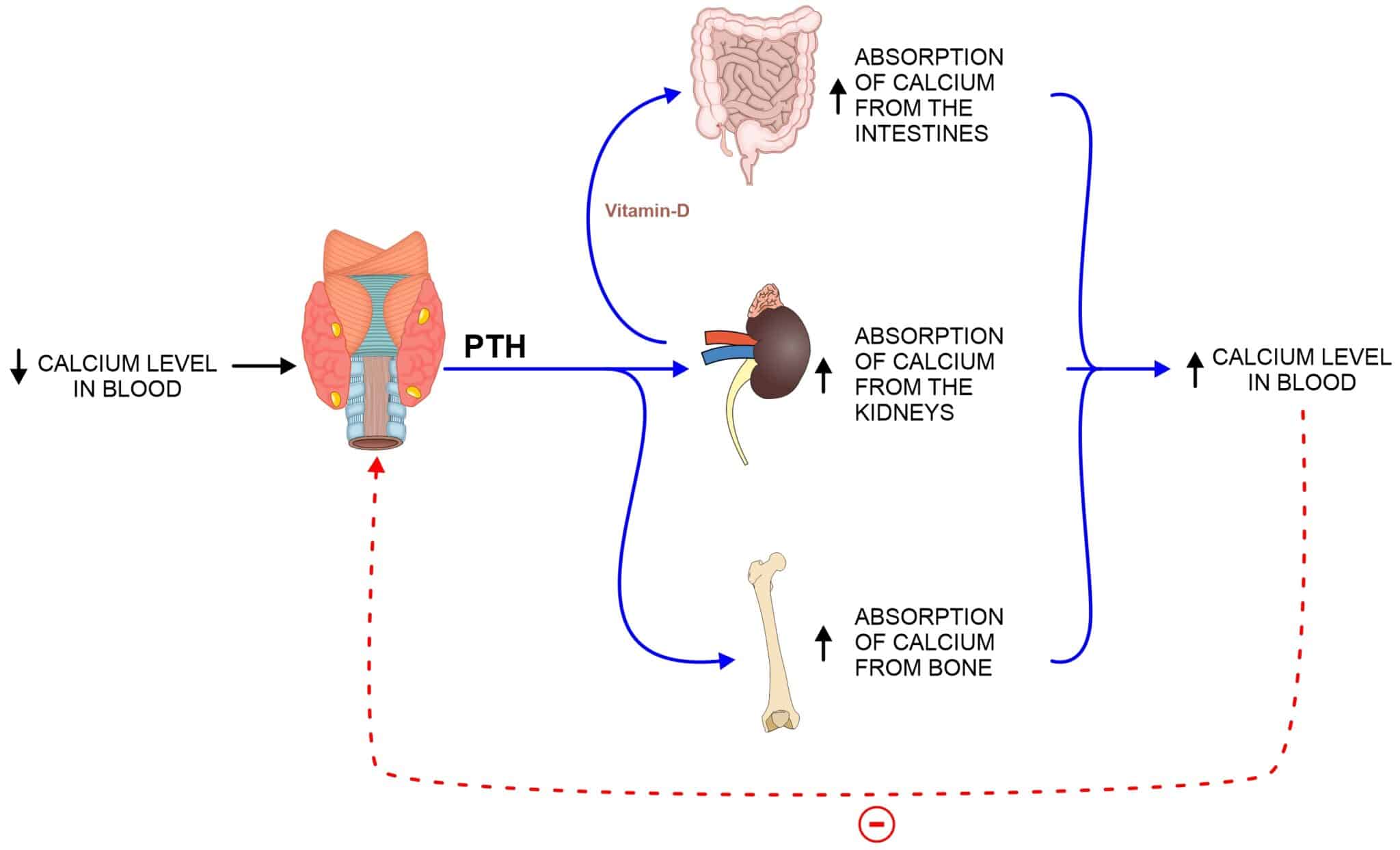 Parathyroid Conditions Information - Dr Ben Lancashire